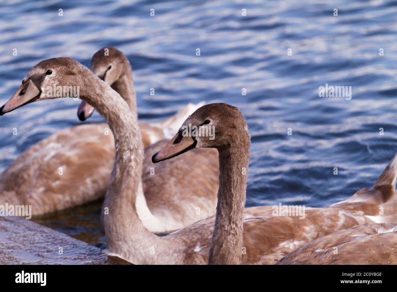 Goose in the lake hi-res stock photography and images - Alamy