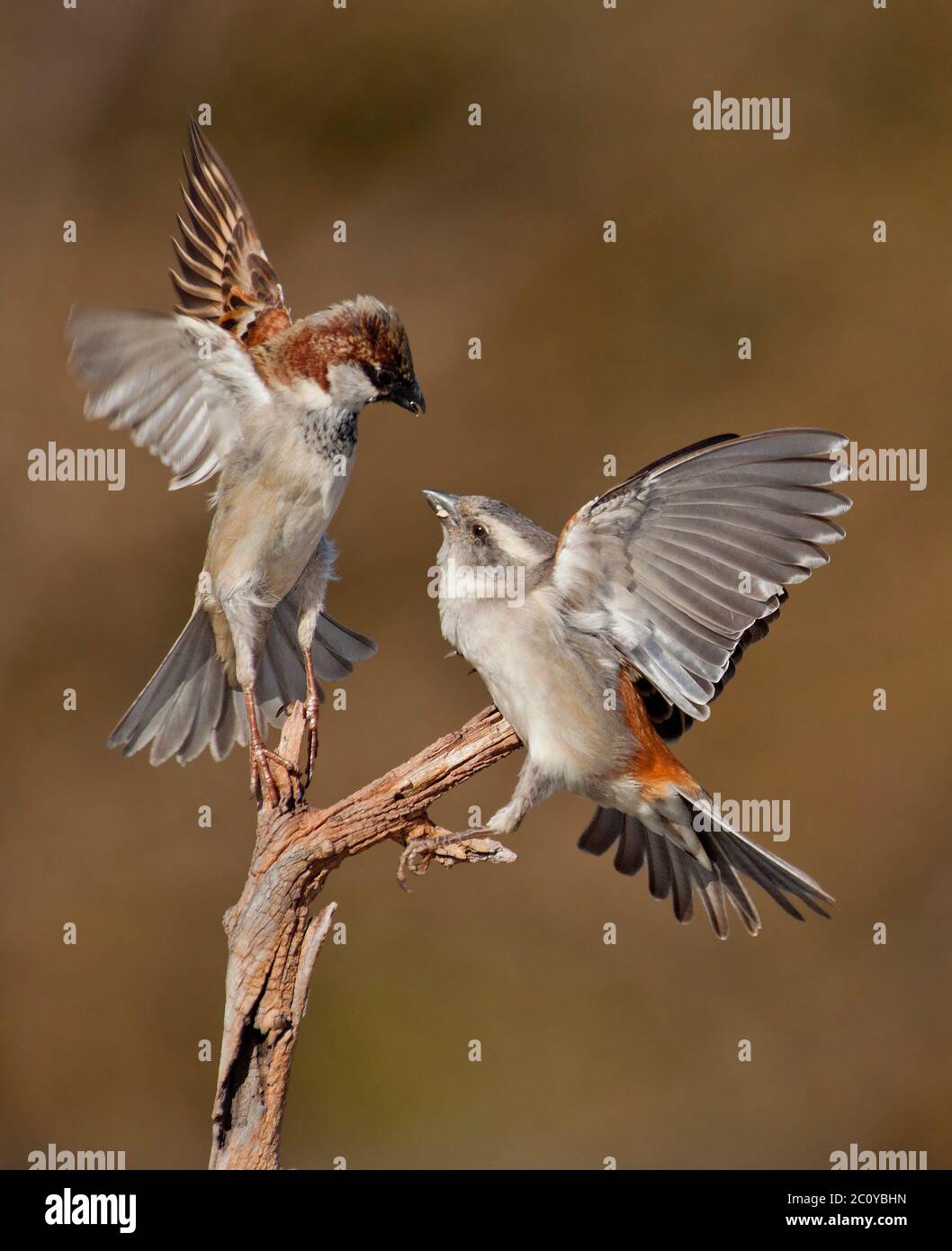 garden bird interaction Stock Photo - Alamy