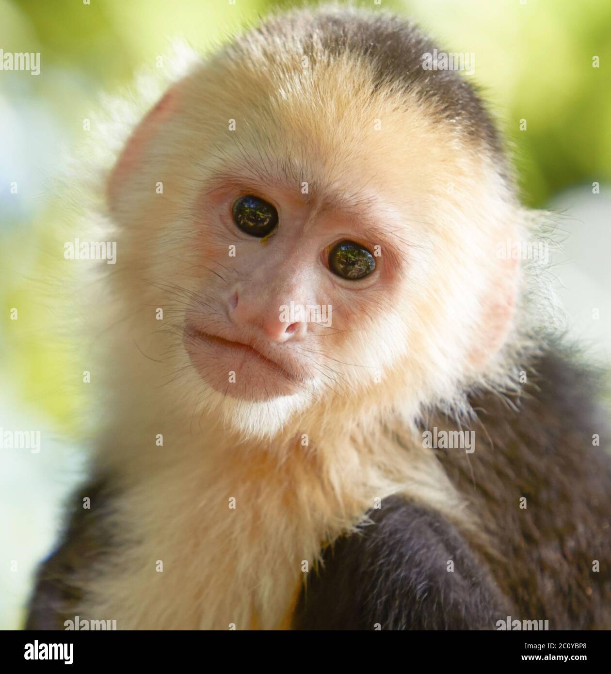 White Faced Capuchin Pet