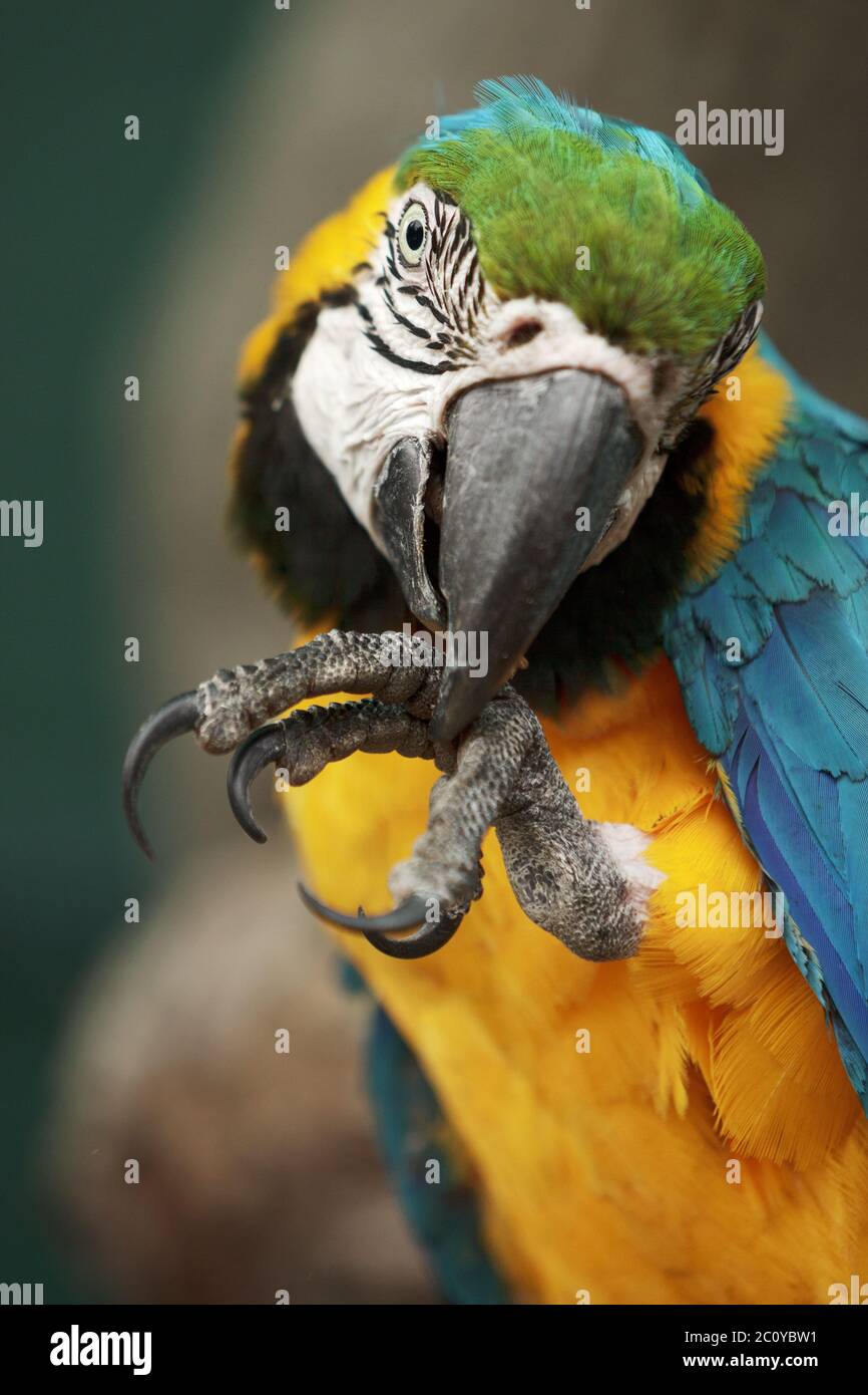 Parrot anatomy hi-res stock photography and images - Alamy