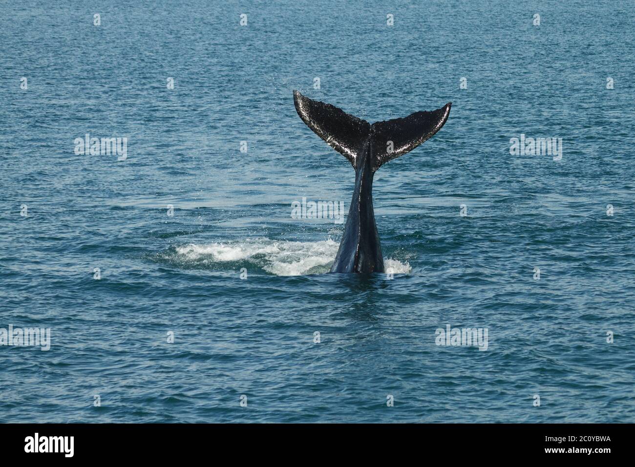 A young Humpback whale waves its tail fluke out of the Atlantic Ocean ...
