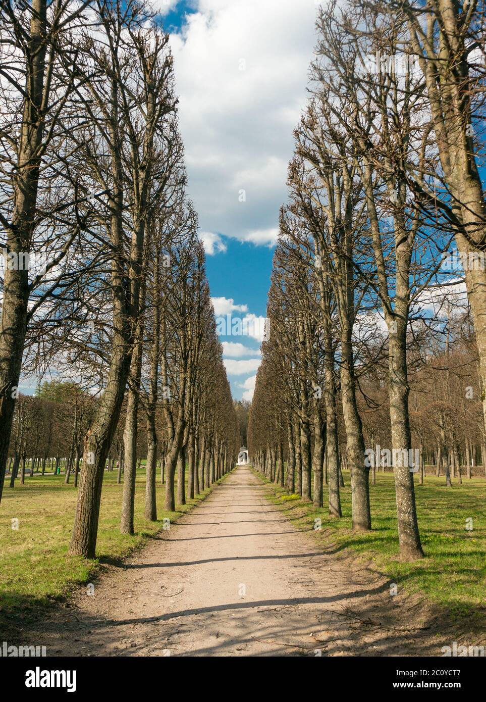 Green grass avenue trees walk hi-res stock photography and images - Alamy