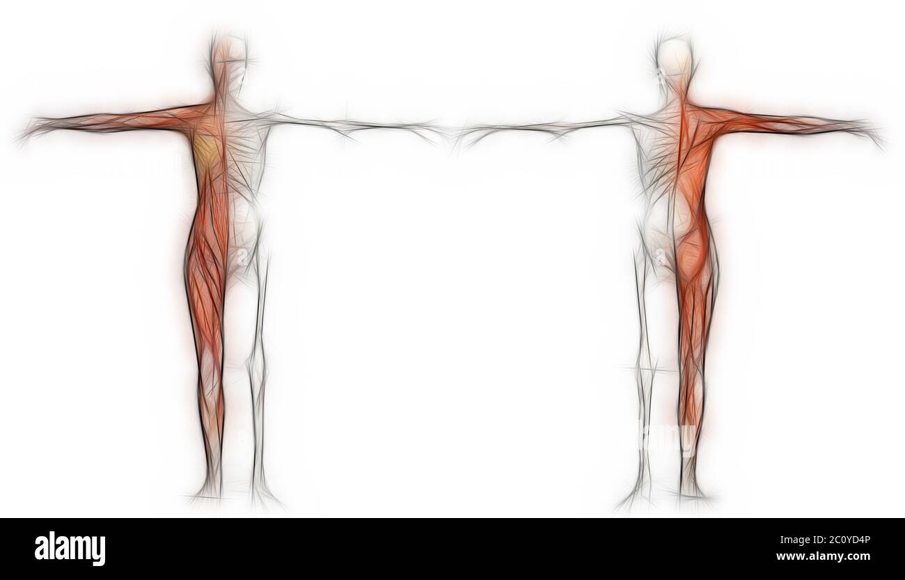 Human body muscles Cut Out Stock Images & Pictures - Alamy