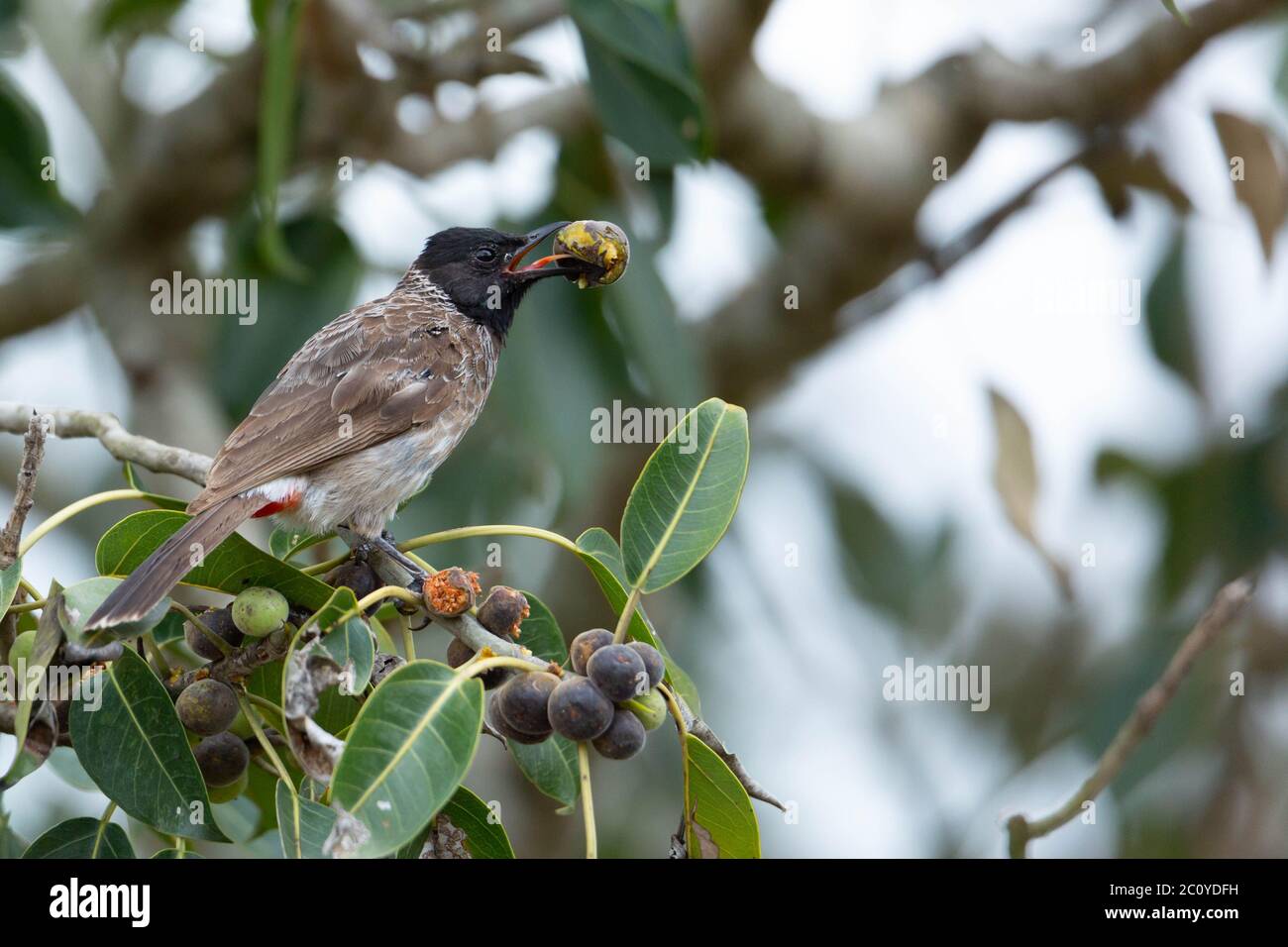 Red vented bulbul Stock Photo - Alamy