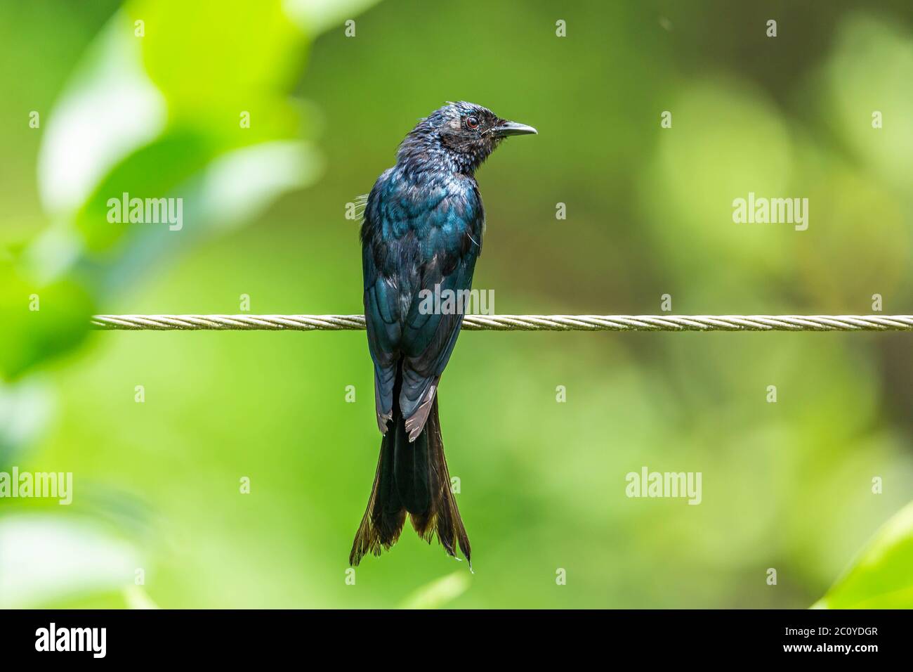 Drongo with food hi-res stock photography and images - Alamy