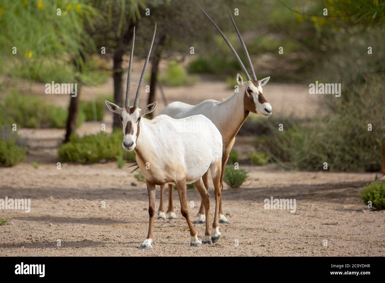 Beautiful oryx hi-res stock photography and images - Alamy
