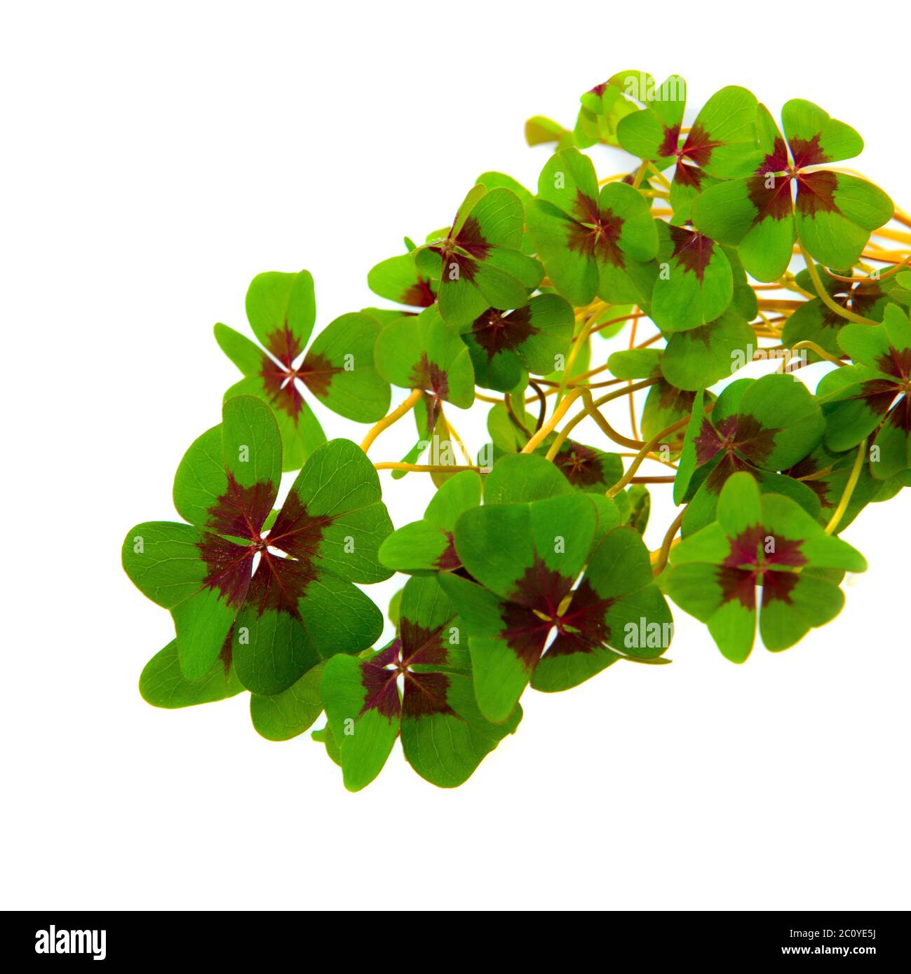 Fresh Shamrock plants isolated on white background Stock Photo - Alamy