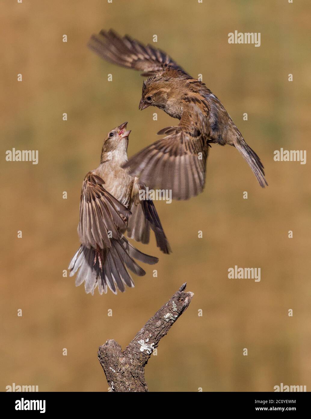garden bird interaction Stock Photo - Alamy
