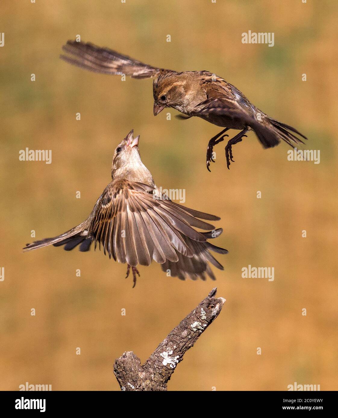 garden bird interaction Stock Photo - Alamy