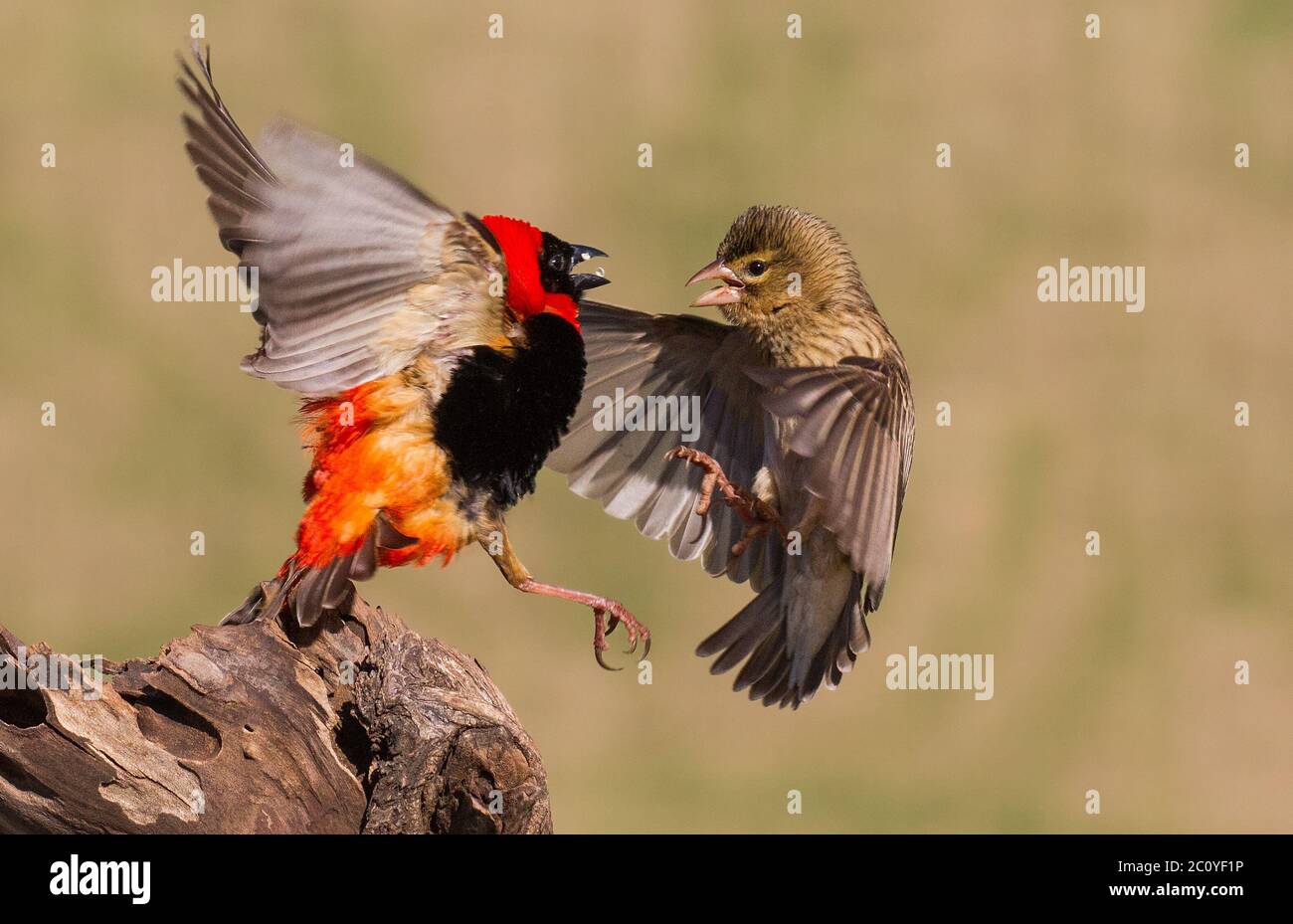 garden bird interaction Stock Photo - Alamy