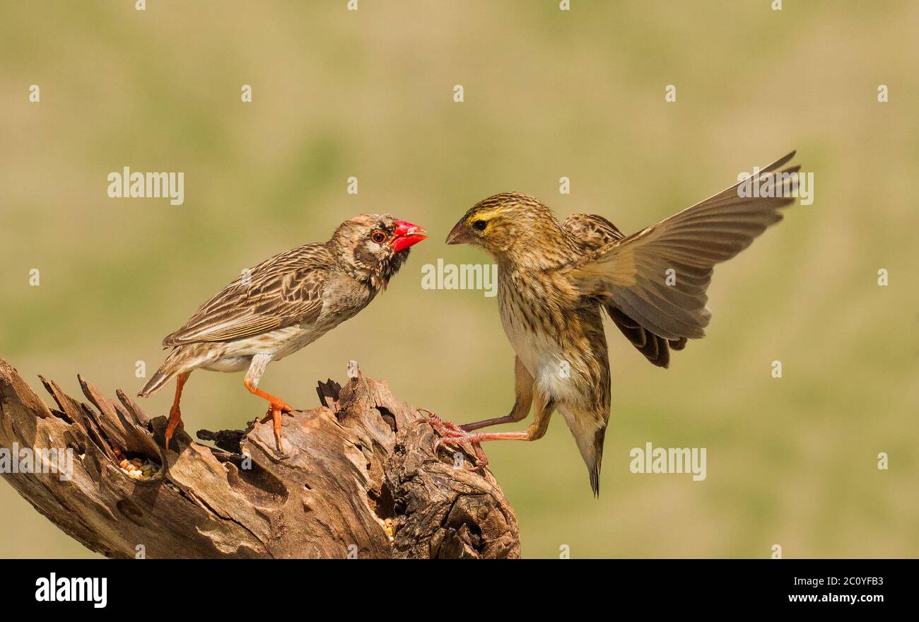garden bird interaction Stock Photo - Alamy