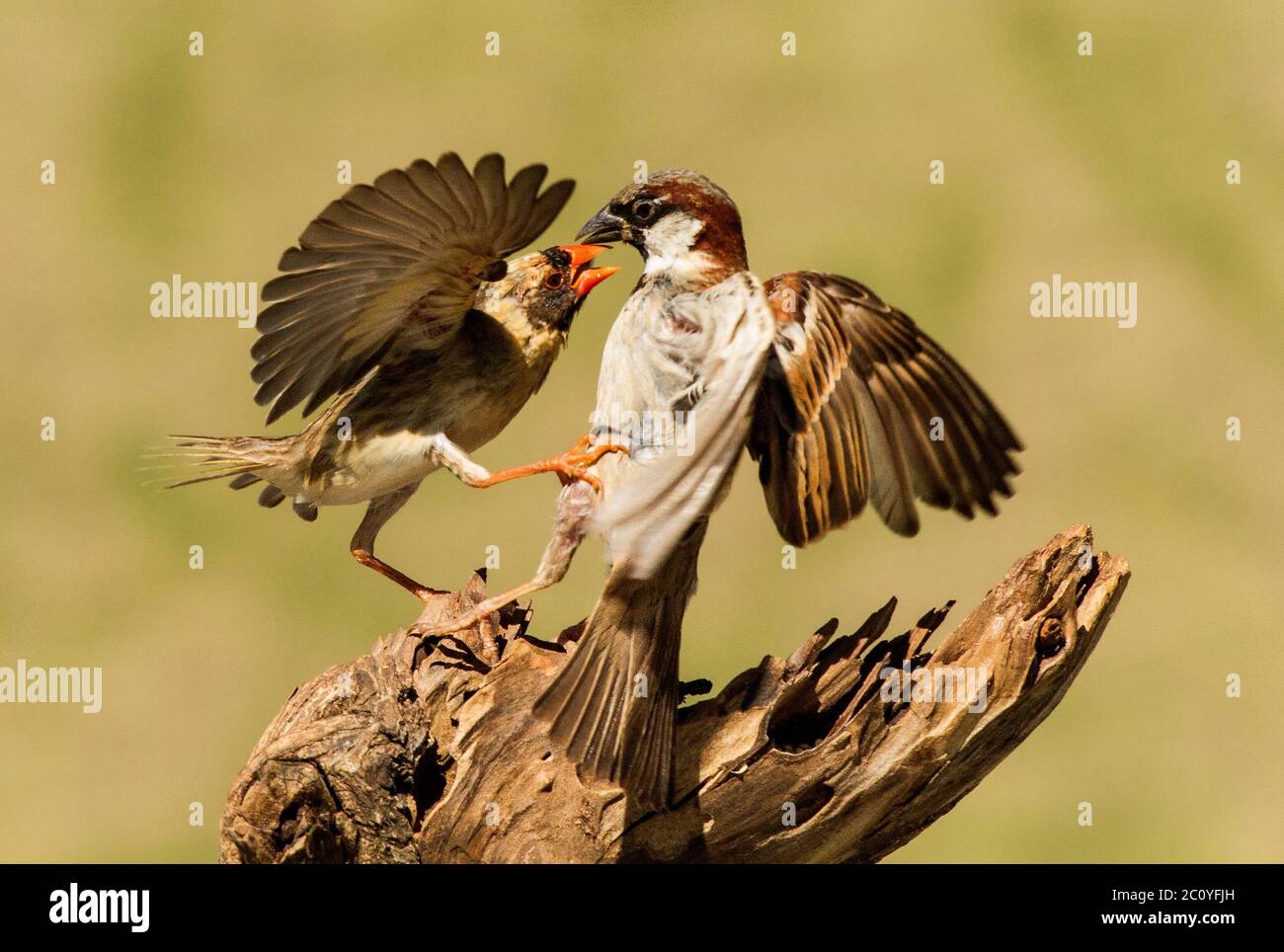 garden bird interaction Stock Photo - Alamy