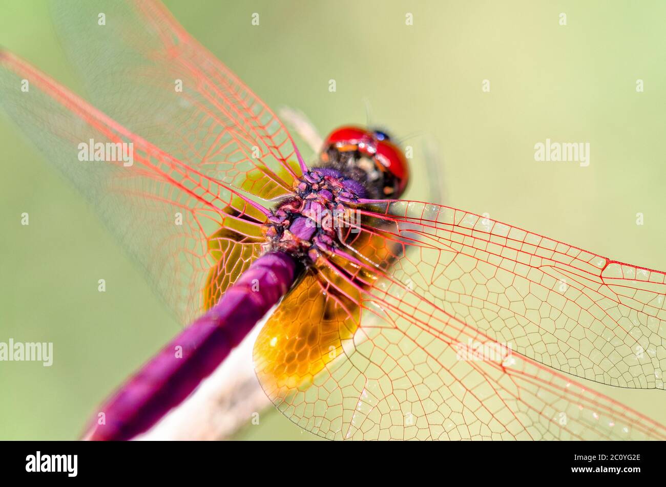 Trithemis aurora male Stock Photo - Alamy