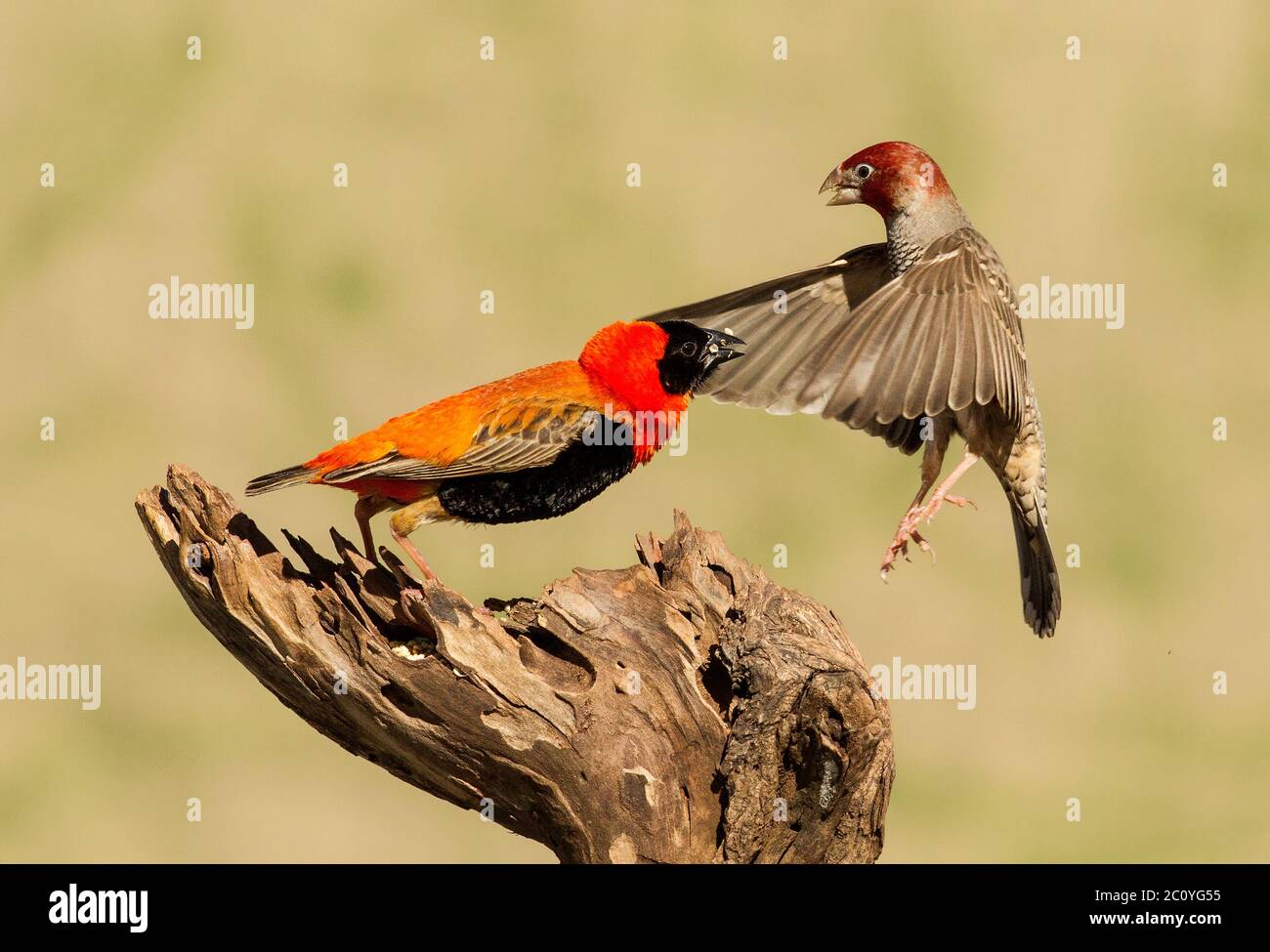 garden bird interaction Stock Photo - Alamy