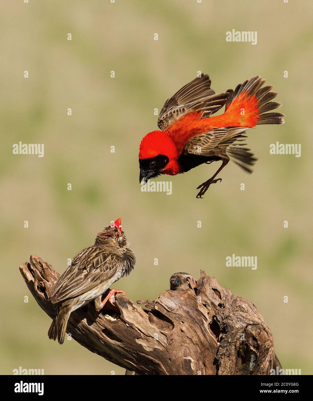 garden bird interaction Stock Photo - Alamy