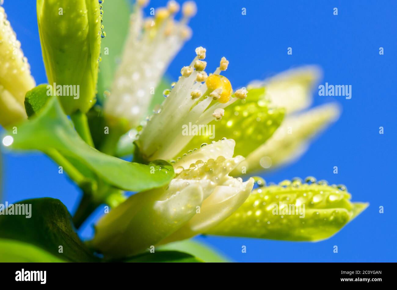 Murraya paniculata hi-res stock photography and images - Alamy