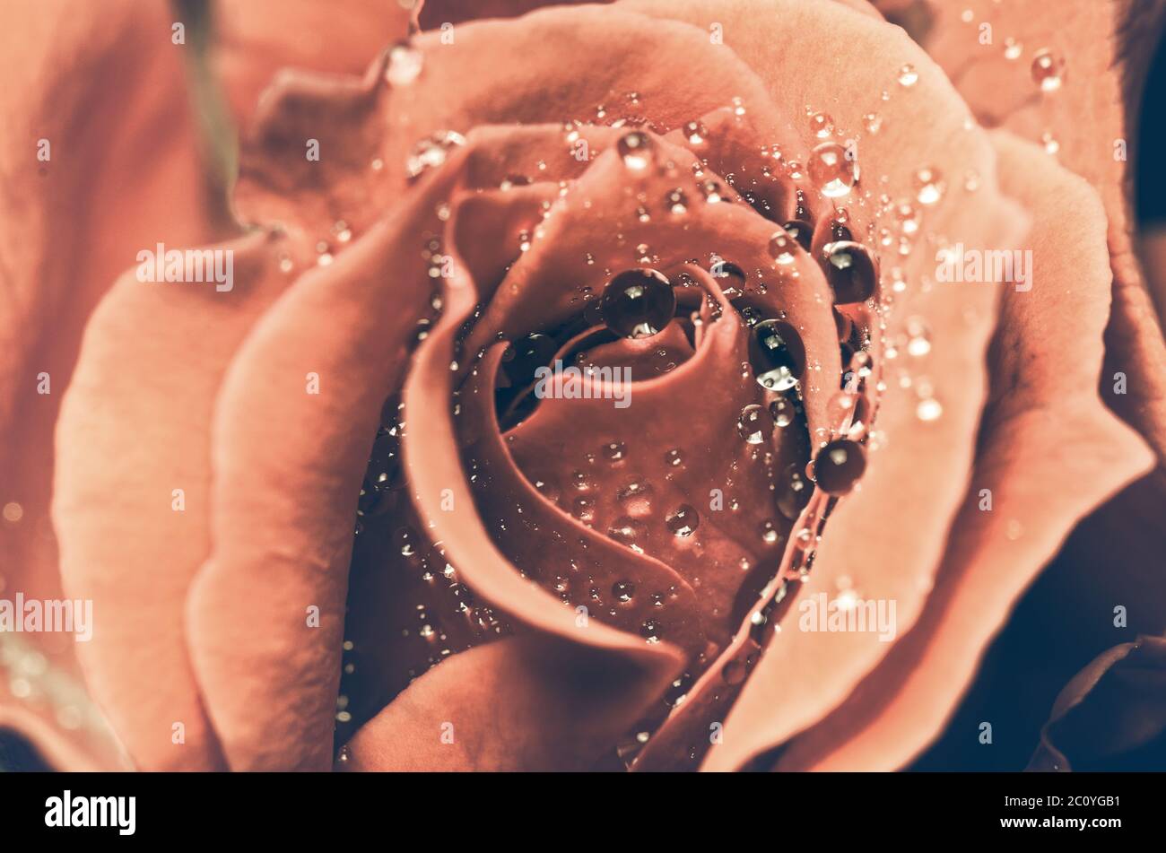 Vintage red rose Stock Photo - Alamy