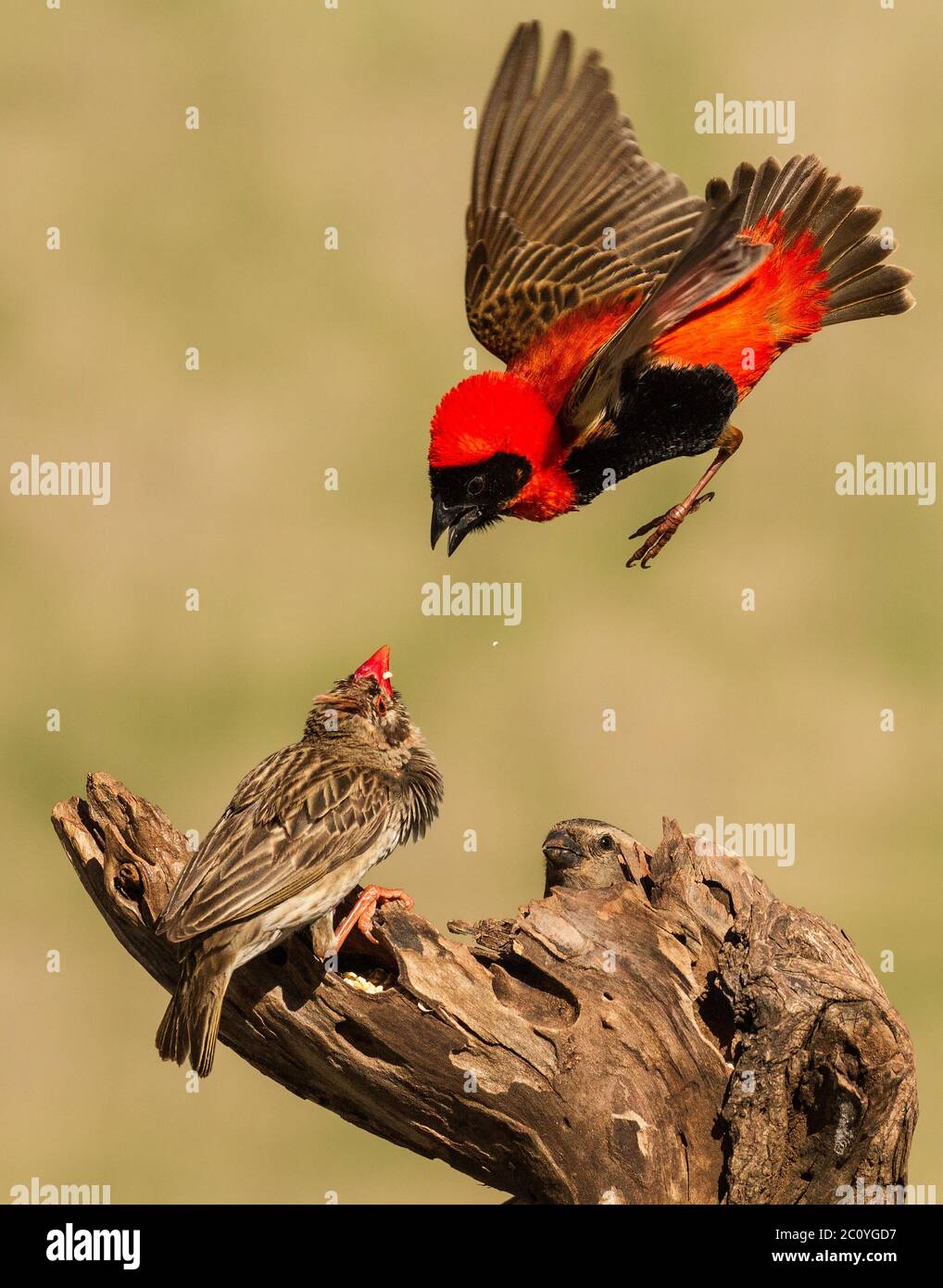 garden bird interaction Stock Photo - Alamy