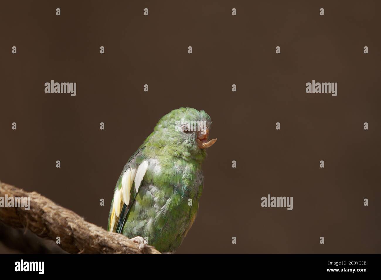 Close up of a parrot with an injured beak Stock Photo - Alamy