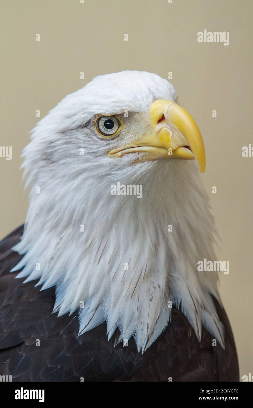Eagles head hi-res stock photography and images - Alamy
