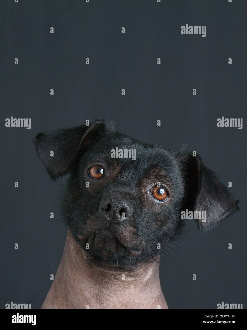 Peruvian dog hi-res stock photography and images - Alamy