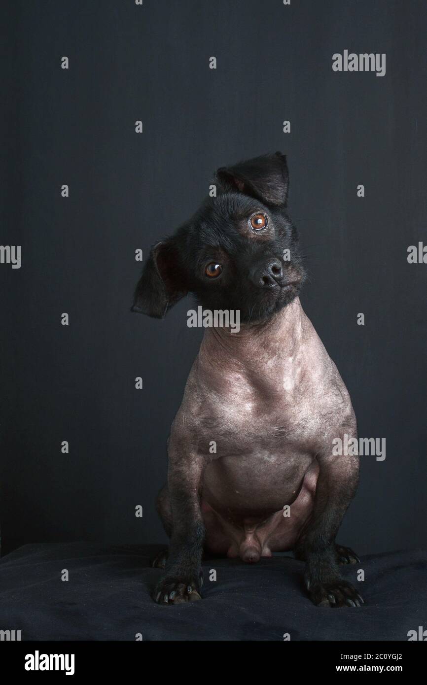 Peruvian hairless dog hi-res stock photography and images - Alamy