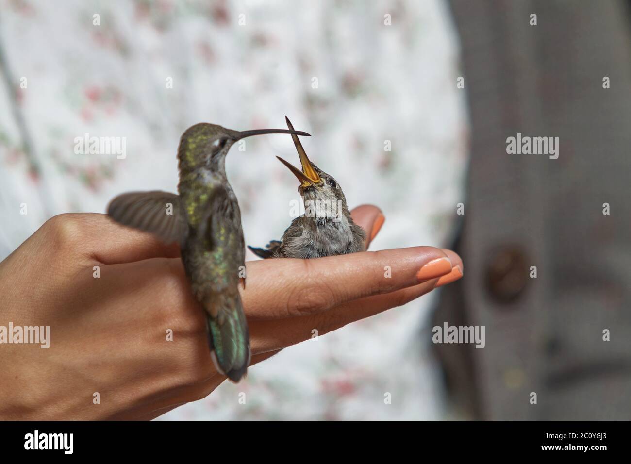 Feeding hummingbirds hi-res stock photography and images - Alamy