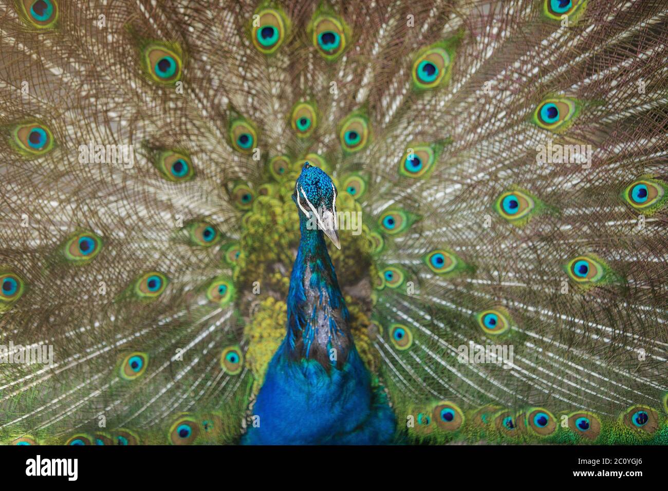 Close up of peacock feathers hi-res stock photography and images - Alamy