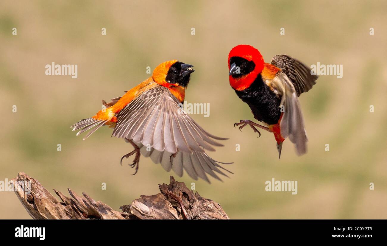 garden bird interaction Stock Photo - Alamy