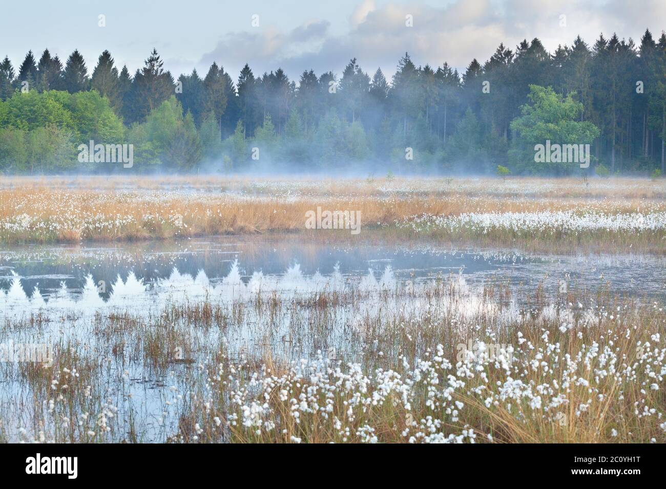 misty morning on wild forest swamp Stock Photo - Alamy