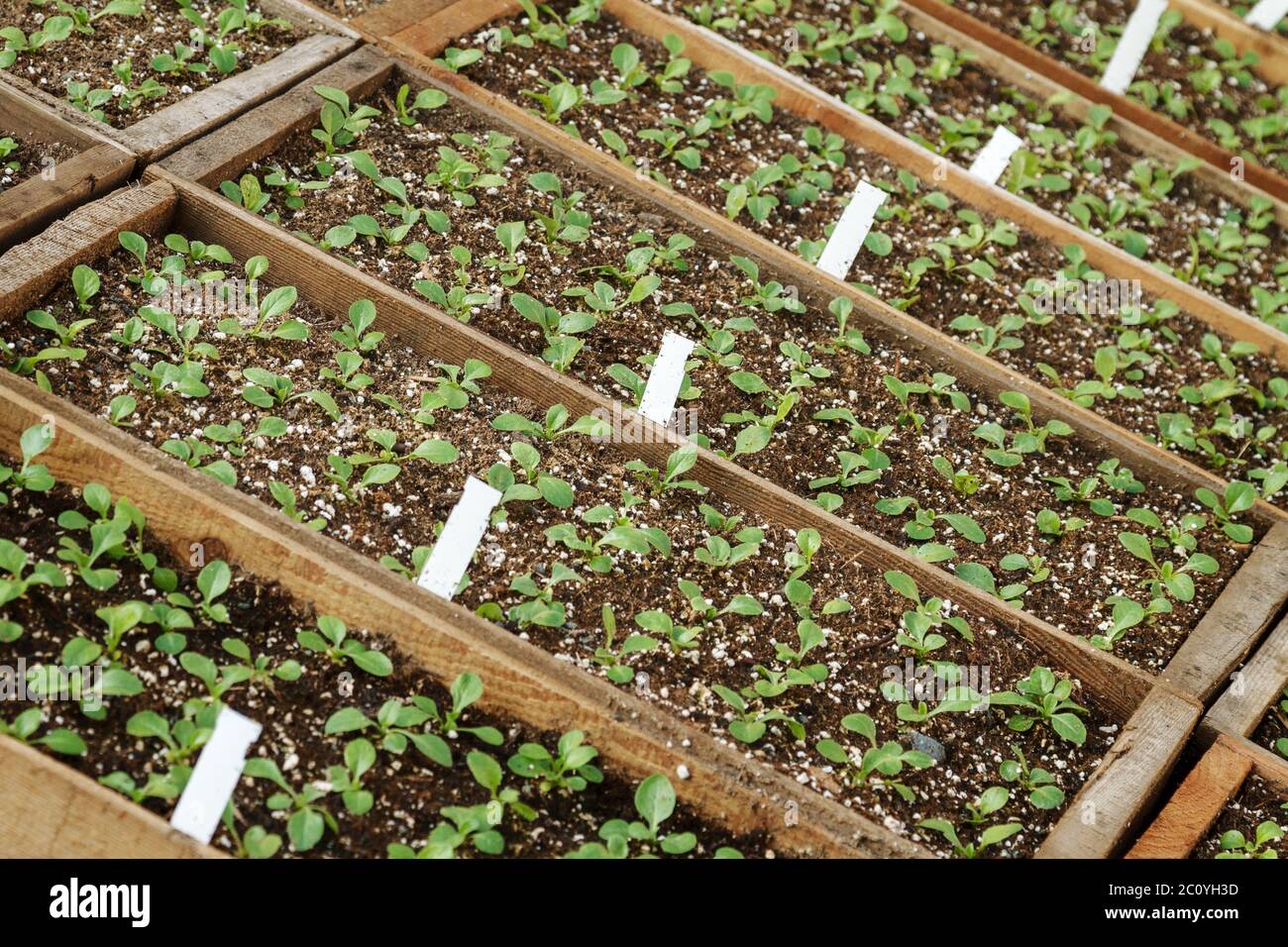 Plants ready for planting seedling in hothouse Stock Photo - Alamy