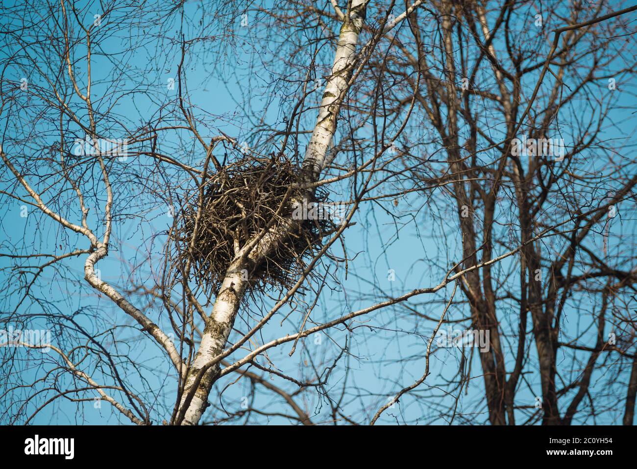 Spring bird#39;s nest in a birch tree with sky background Stock Photo ...