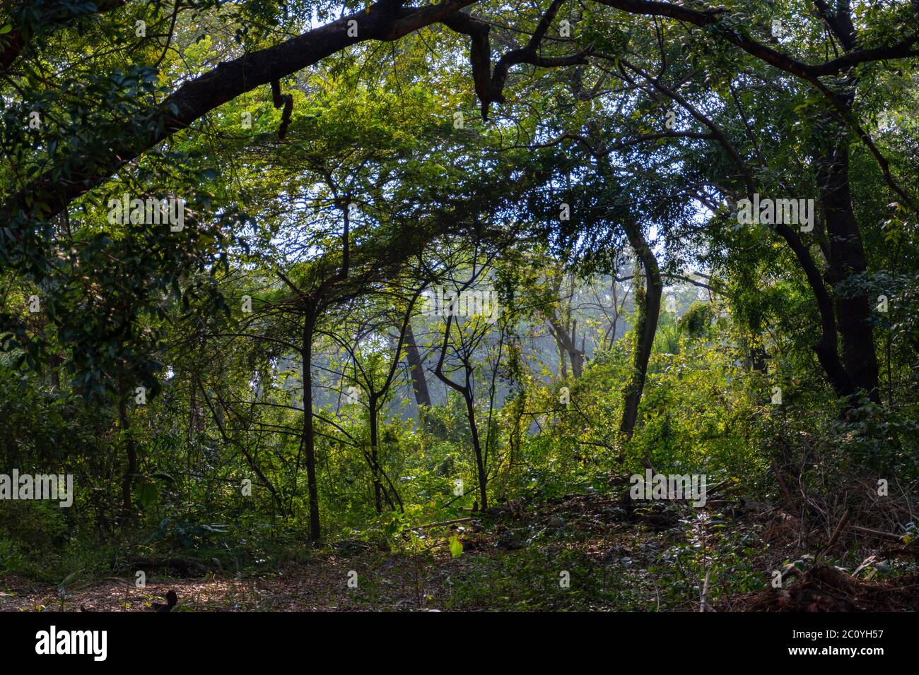 Greenery of the Acharya Jagadish Chandra Bose Indian Botanic Garden of Shibpur, Howrah near ...