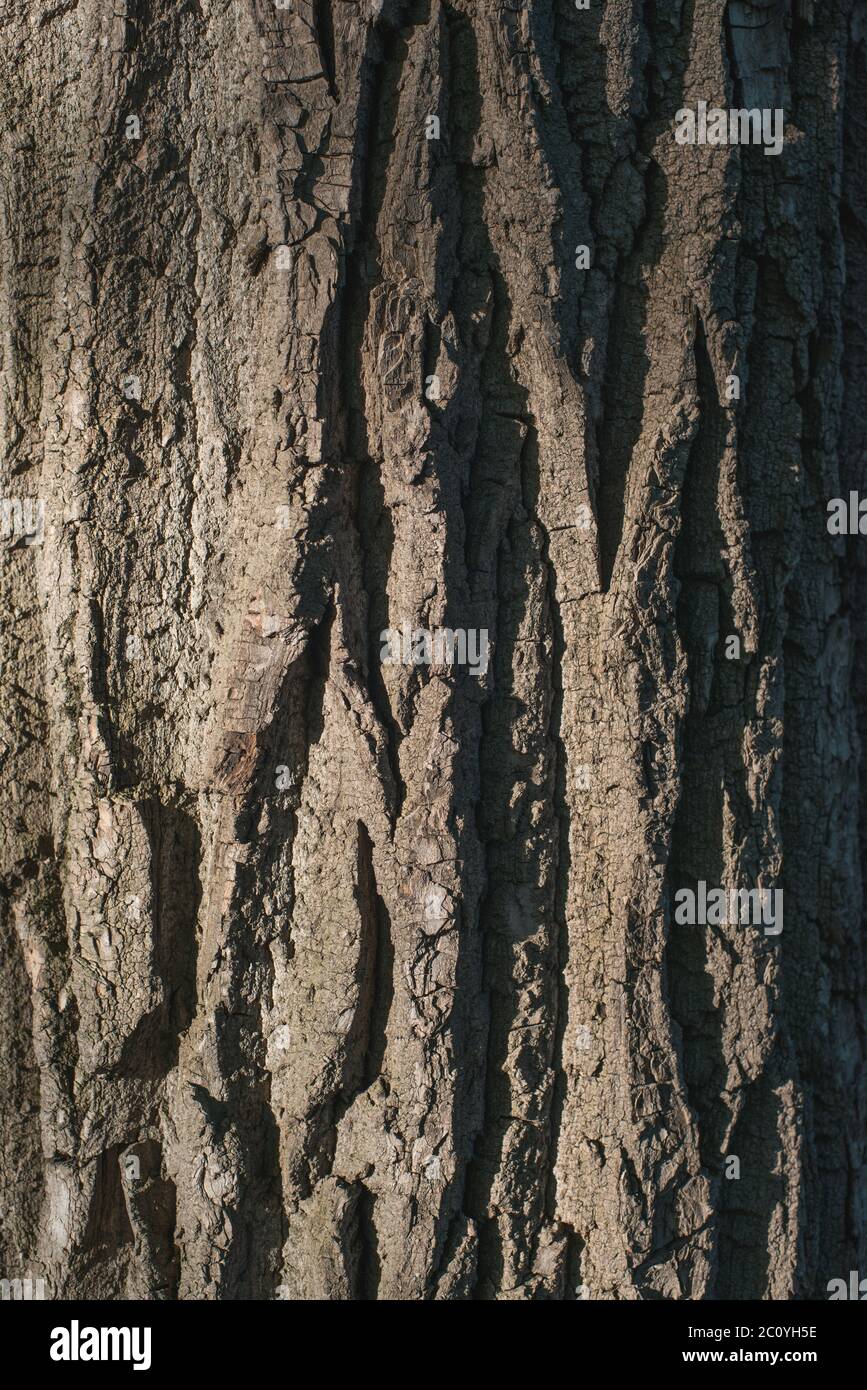 Old Wood Tree bark Texture Background Pattern. vertical image Stock ...