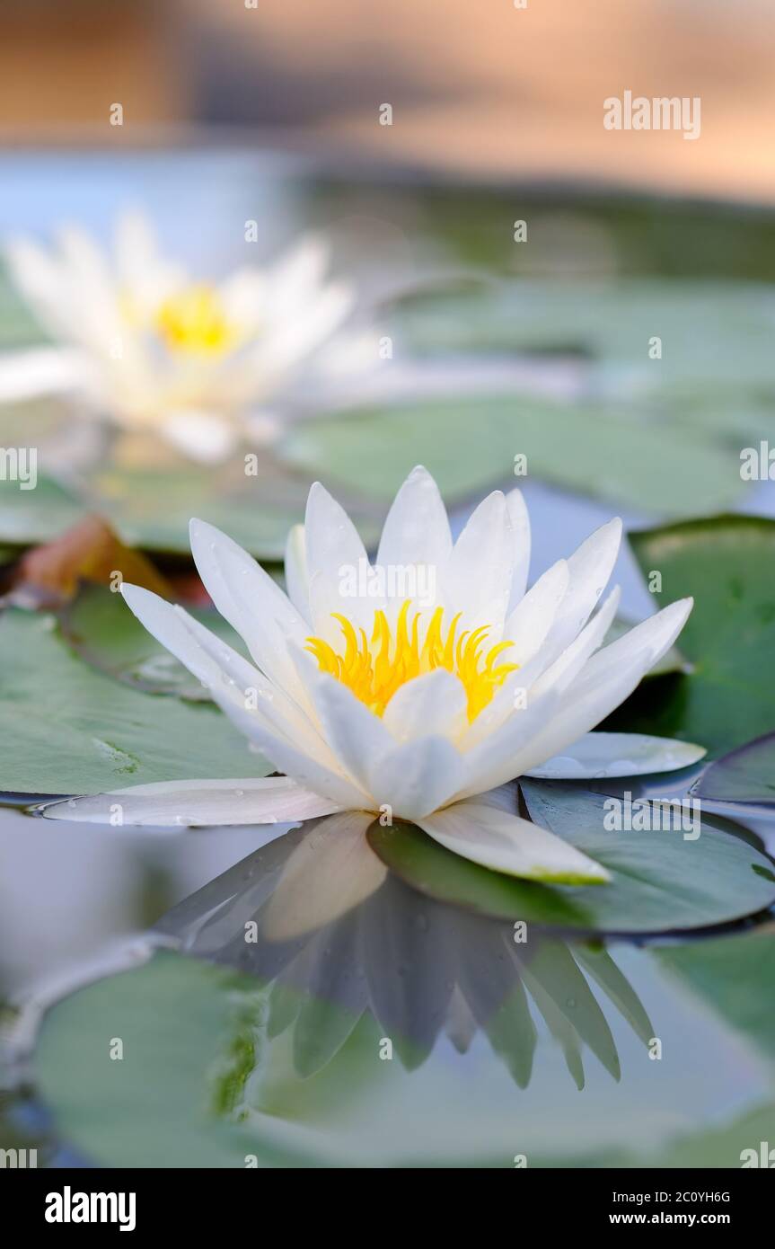 Pure white lilies hi-res stock photography and images - Alamy