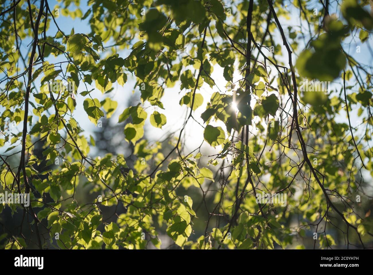 Light lit tree silhouette hi-res stock photography and images - Alamy
