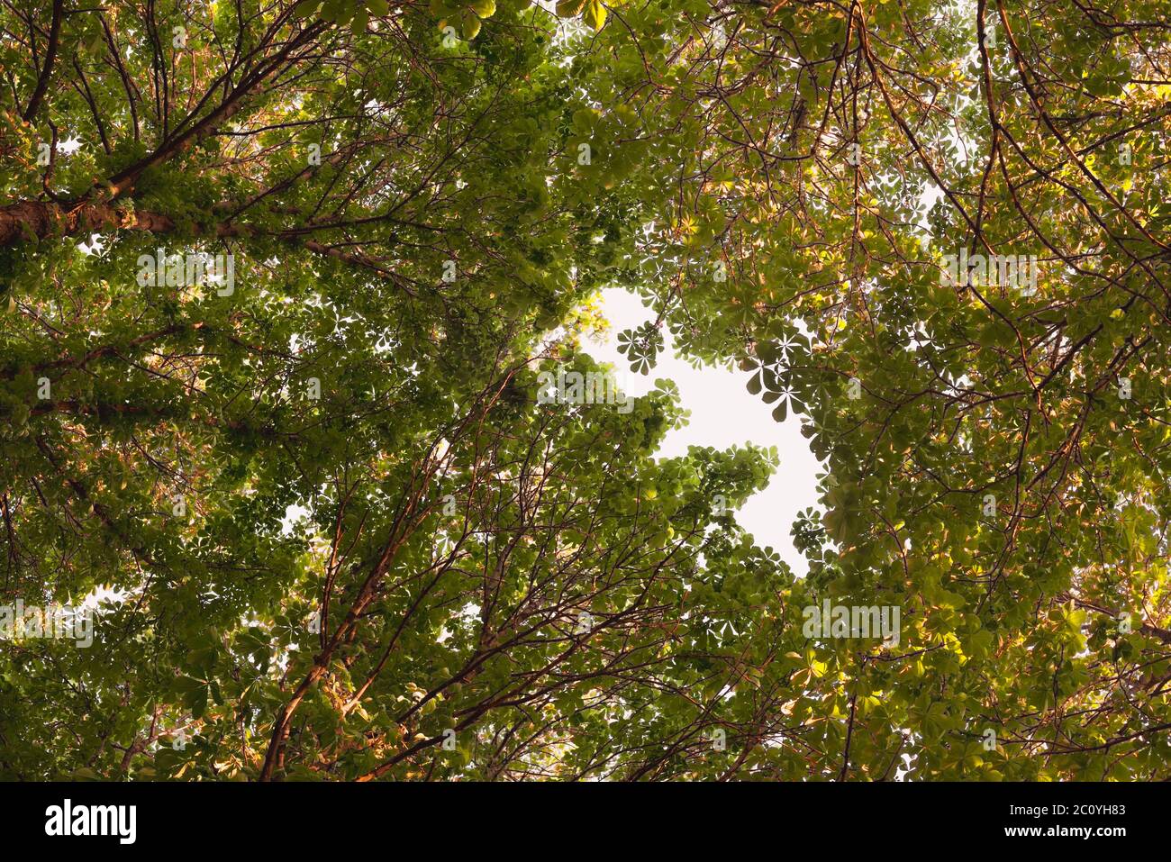 Looking up in Forest - Green Tree branches chestnut nature abstract ...