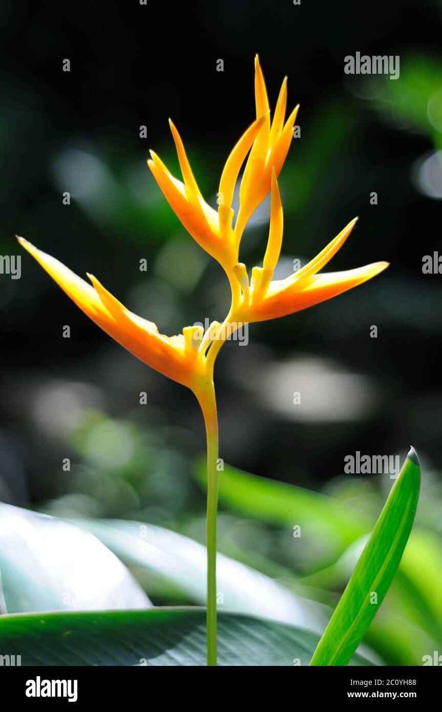 Crane flower lily hi-res stock photography and images - Alamy