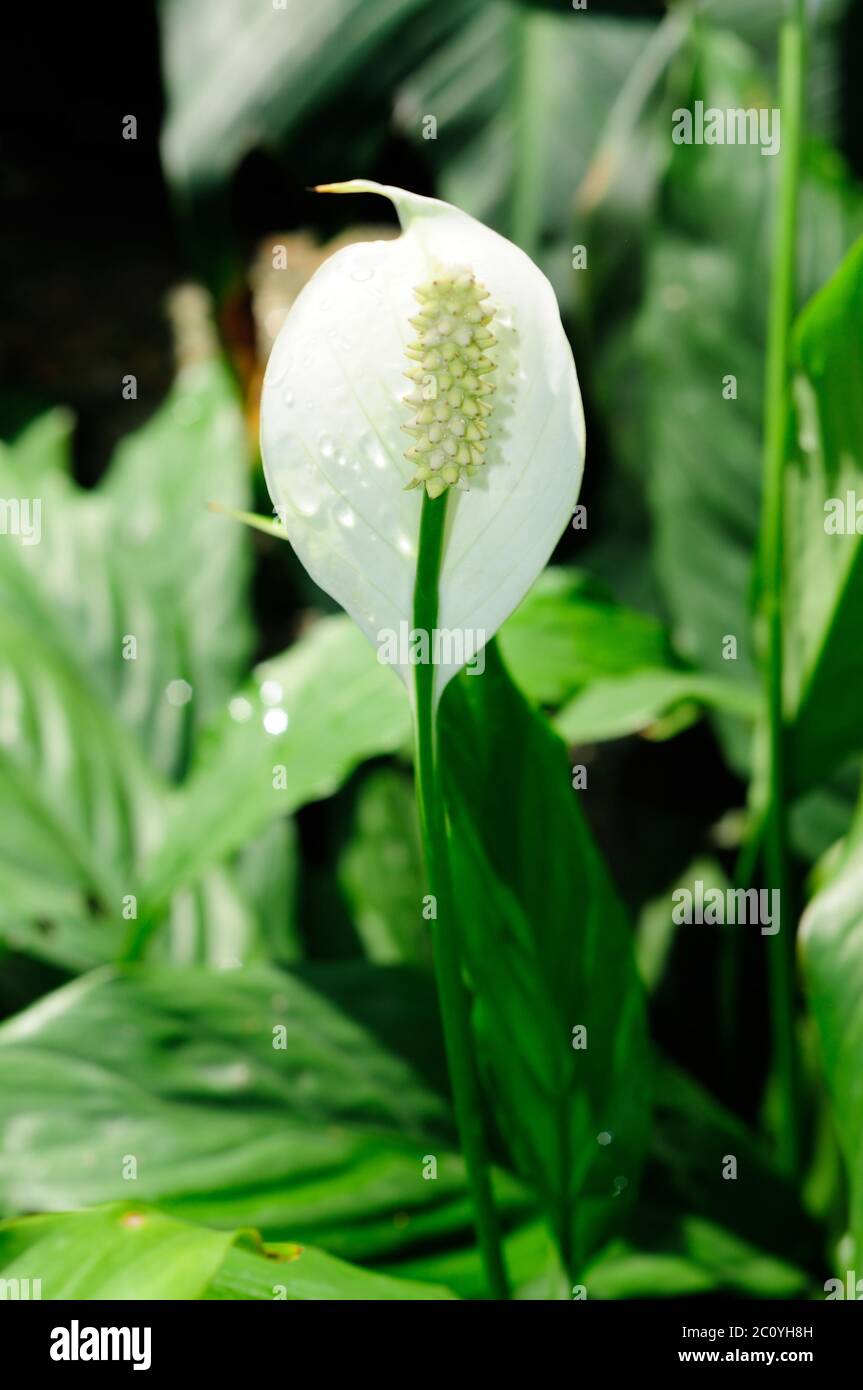 Peace lily flower hi-res stock photography and images - Alamy