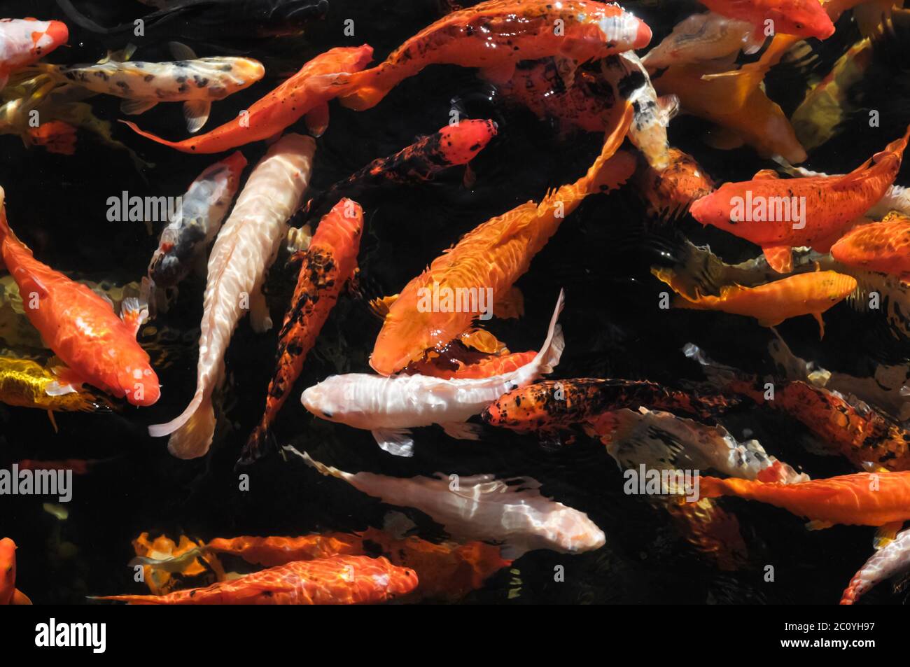 Asian carps hi-res stock photography and images - Alamy