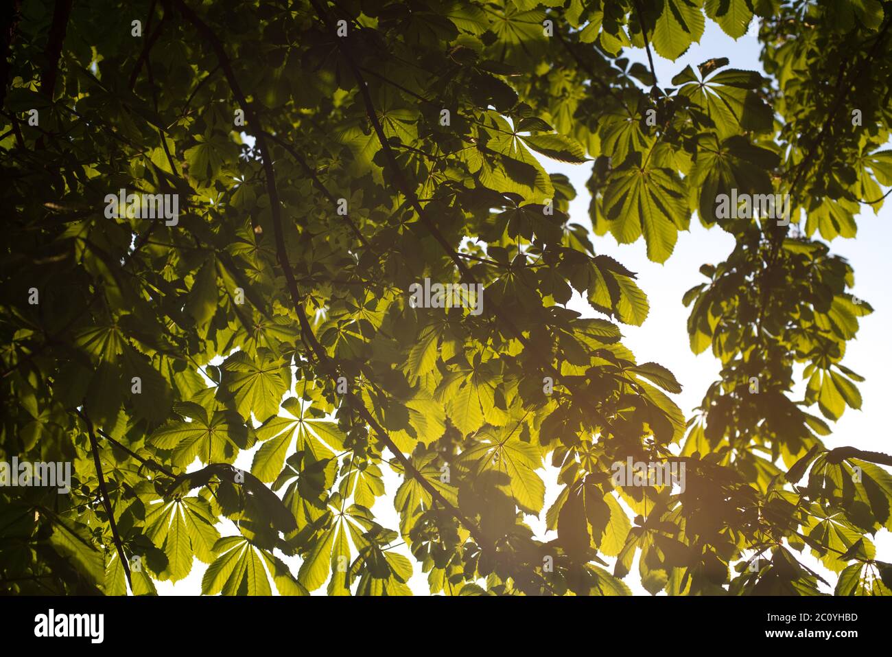 Green Tree branches chestnut nature abstract background in sunny forest ...