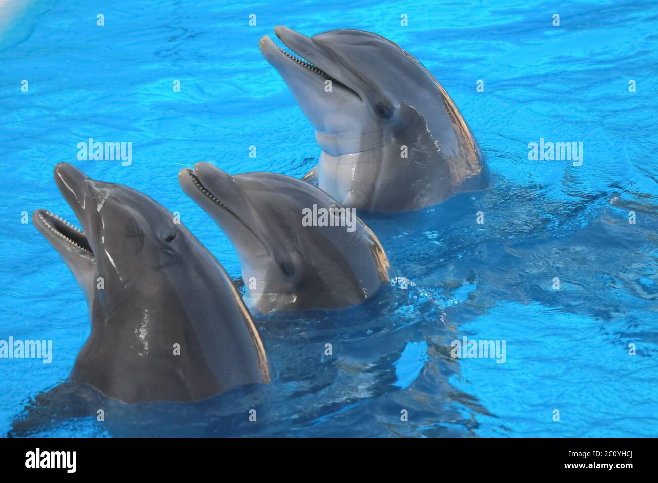 Rare dolphins hi-res stock photography and images - Alamy