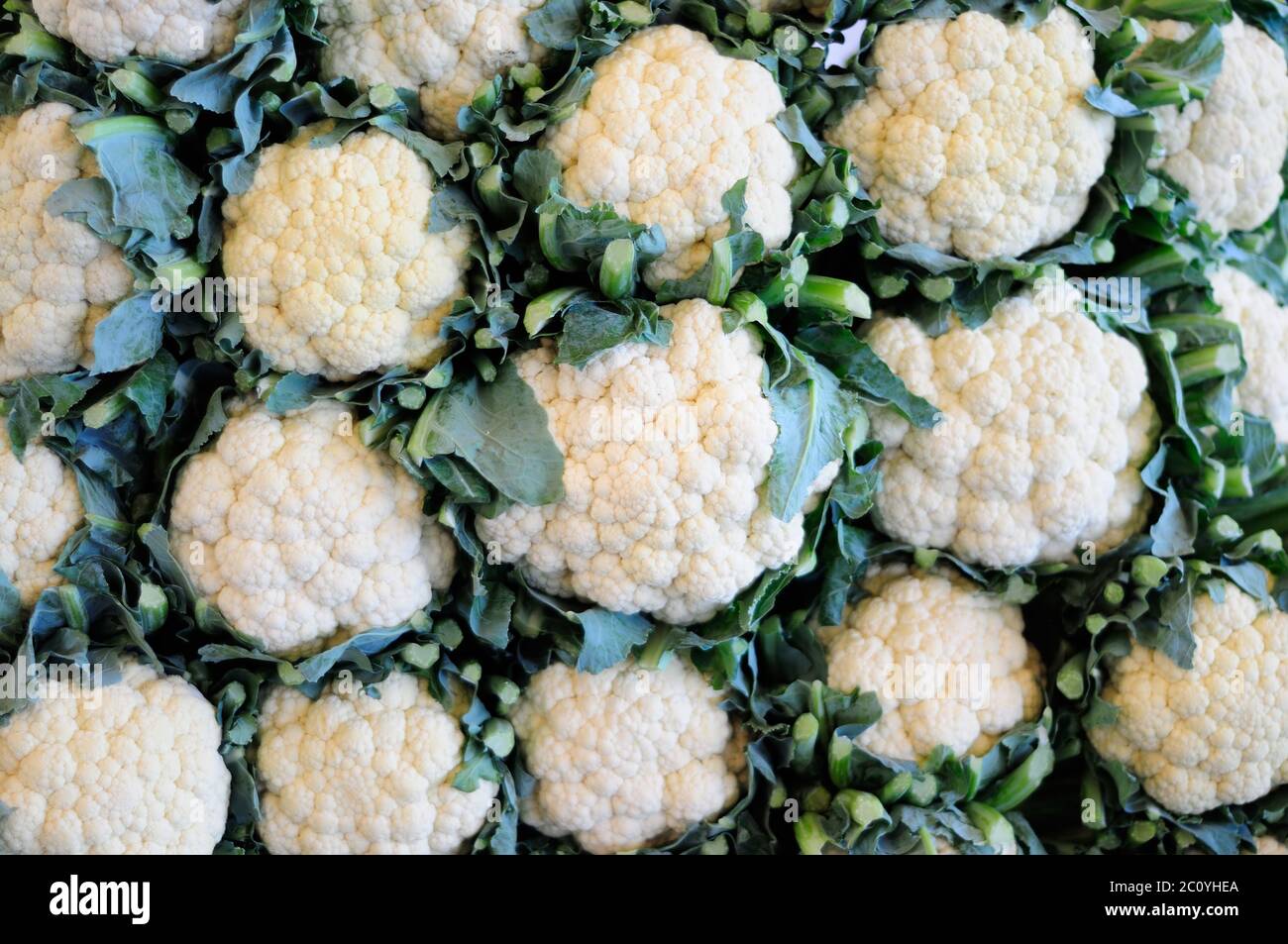Cauliflowers green leaves hi-res stock photography and images - Alamy
