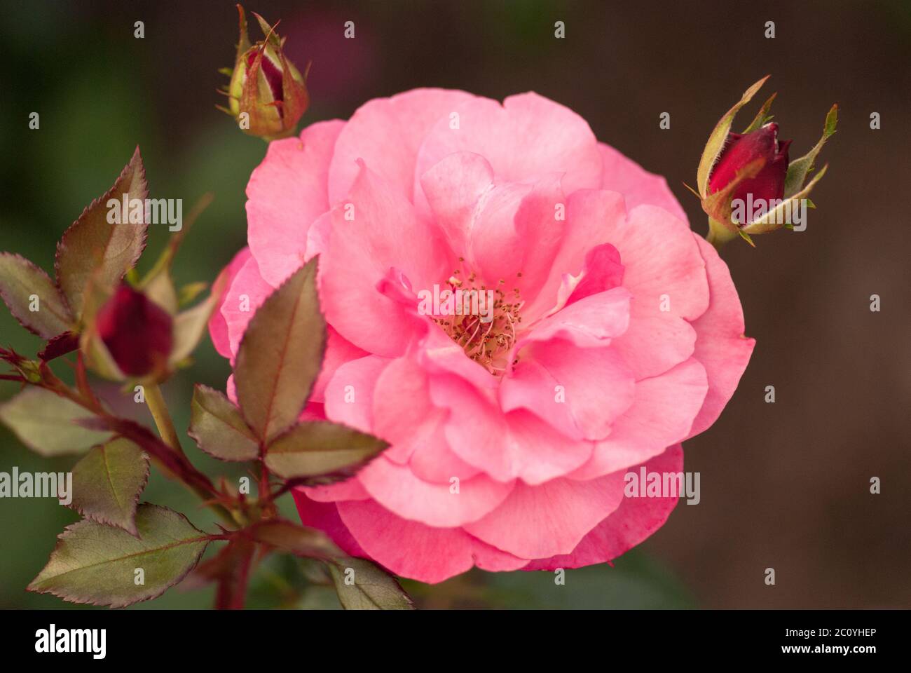 Beautiful pink rose in a summer garden. Overcast lighting Stock Photo ...