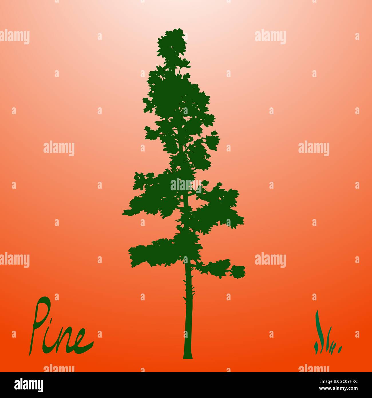 Pacific northwest pine old growth evergreen tree silhouette Stock Photo ...