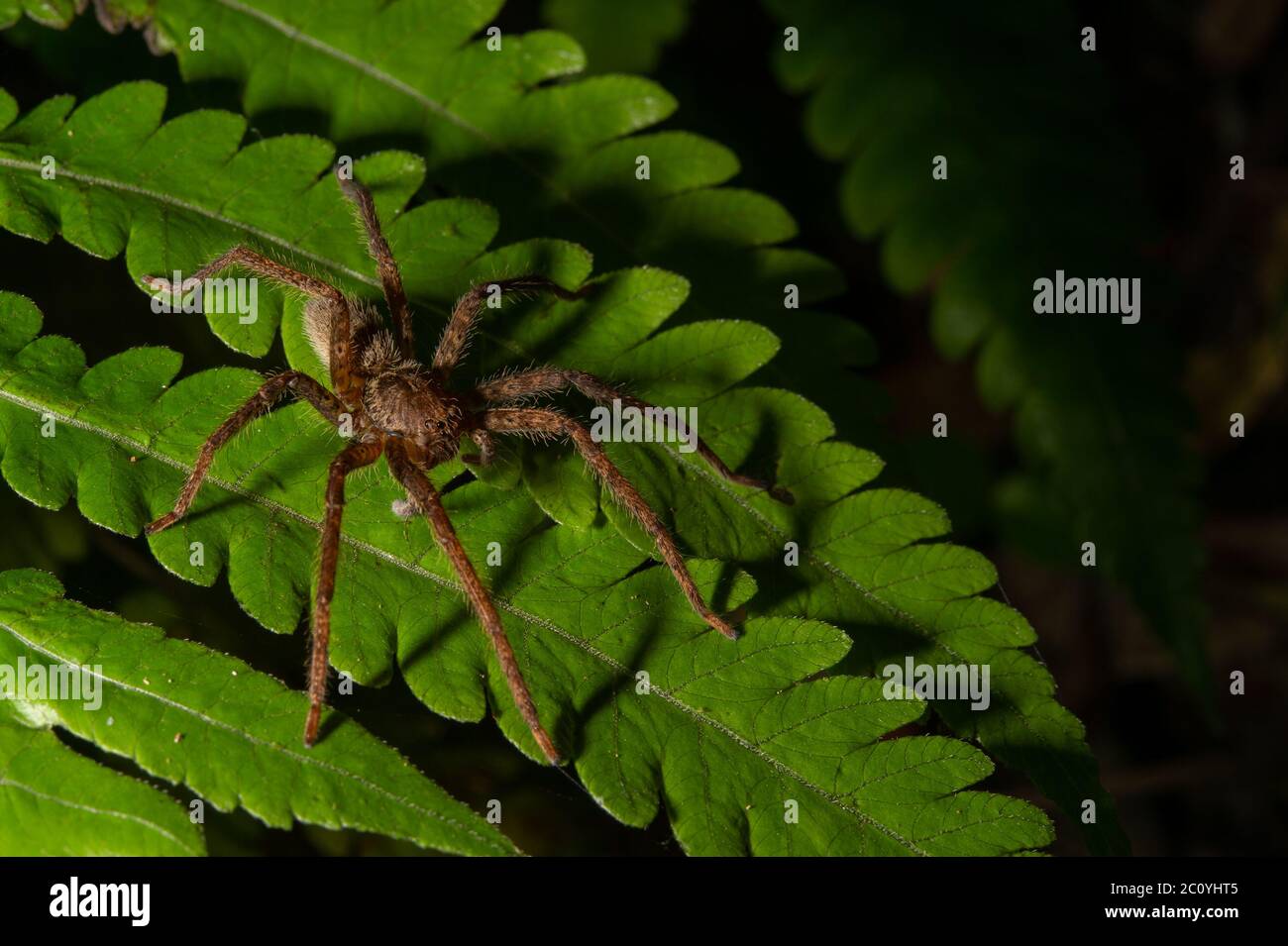 Cupiennius sp., Trechaleidae, Monteverde Cloud Forest Reserve, Costa ...