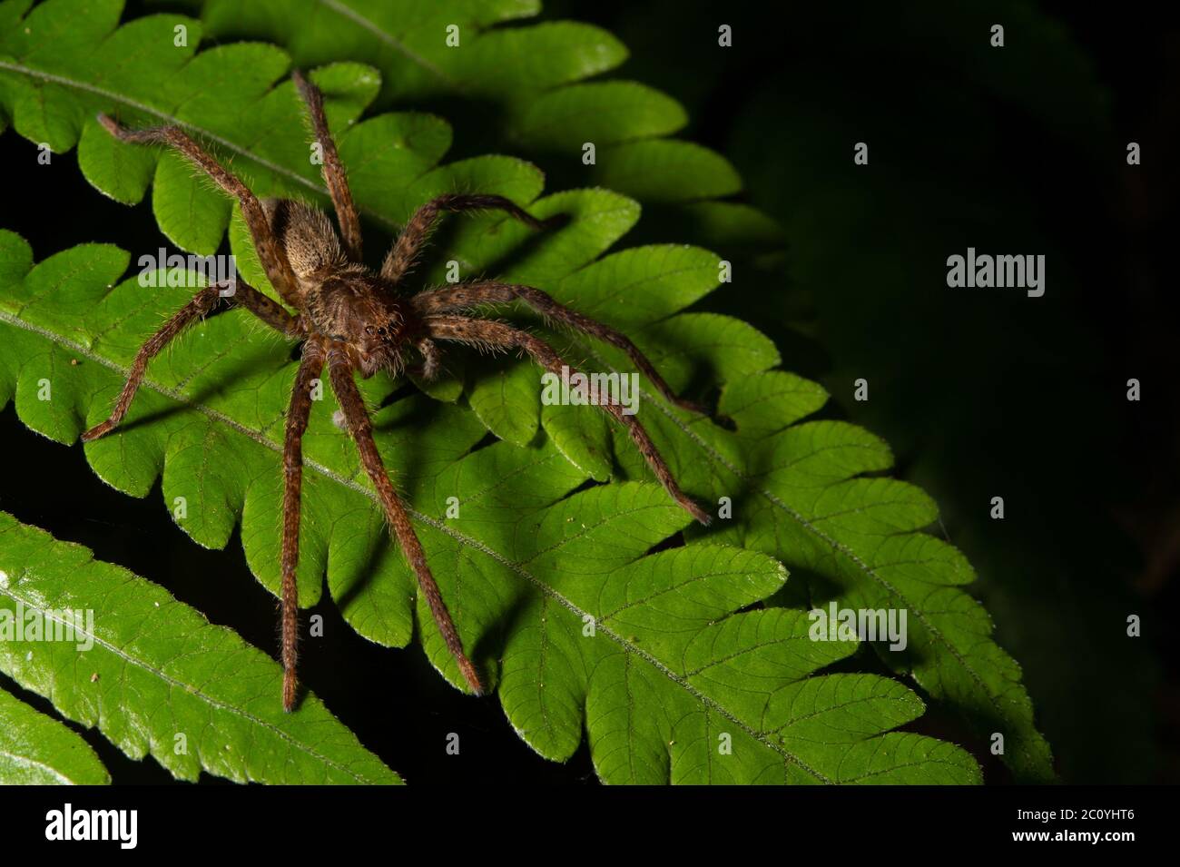 Spiders of monteverde hi-res stock photography and images - Alamy