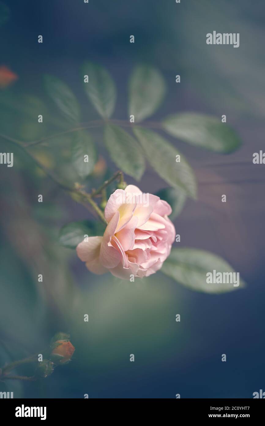 Red rose with spikes and a dark background perfect art Stock Photo - Alamy