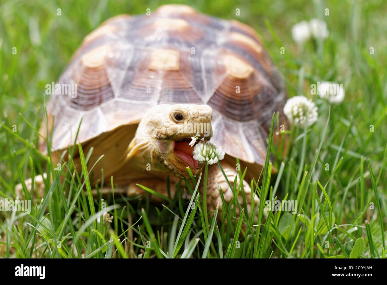 Cute turtle crawling on the green grass Stock Photo - Alamy