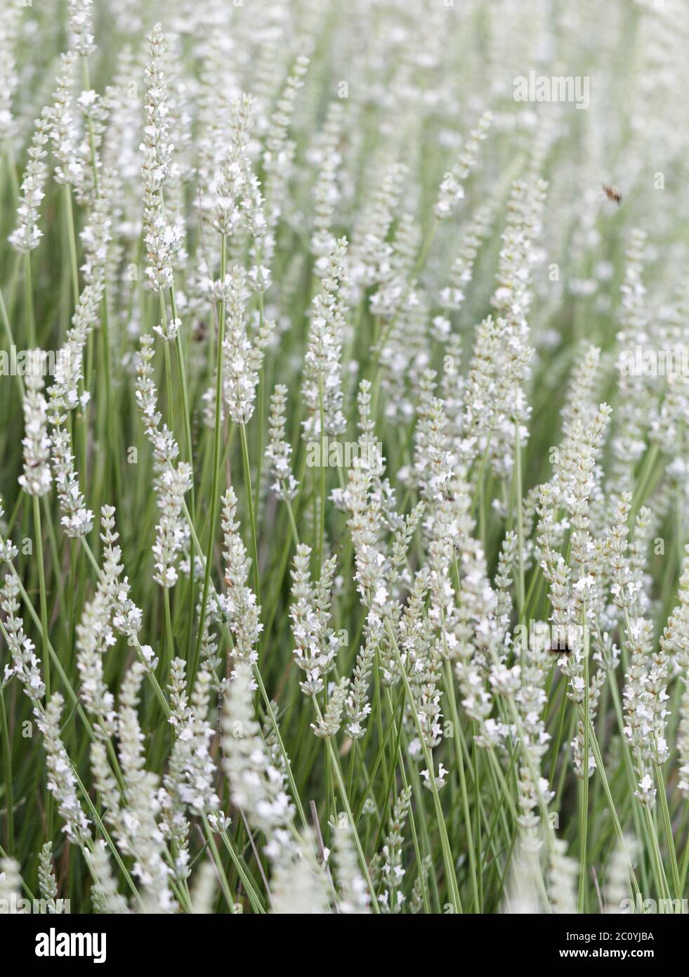 Spring field with white lavender flowers Stock Photo - Alamy